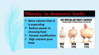 Aves obesity | PPT | Birds | Pets