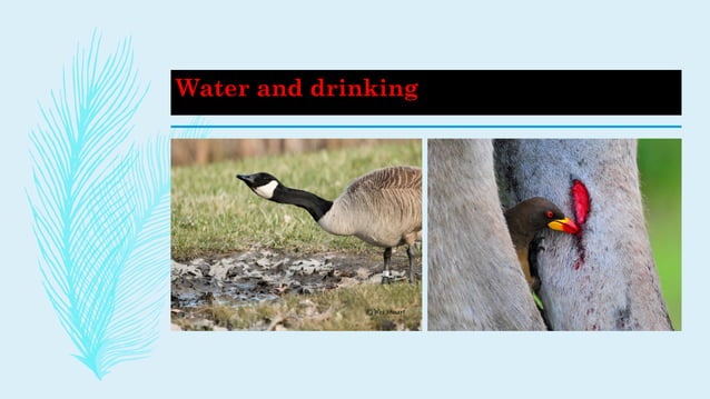 Aves obesity | PPT | Birds | Pets