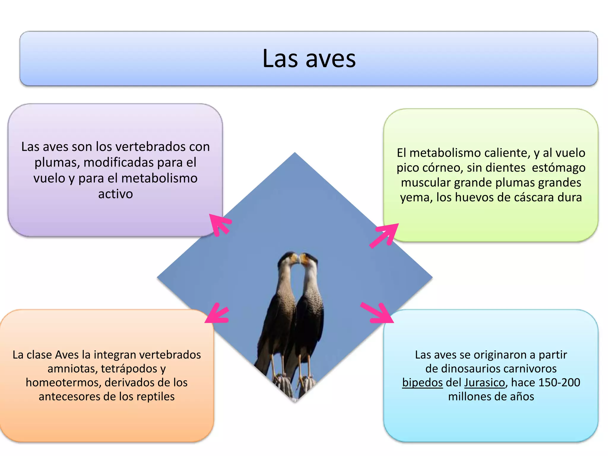 Aves por Gabriela Fernanda Gualle. UNIVERSIDAD CENTRAL DEL ECUADOR ...