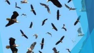 Aves project (cassie lynn wheeler) | PPT