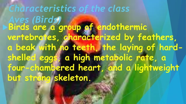 Aves project (cassie lynn wheeler) | PPT