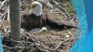 Aves project (cassie lynn wheeler) | PPT