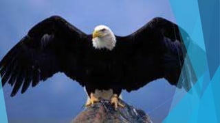 Aves project (cassie lynn wheeler) | PPT