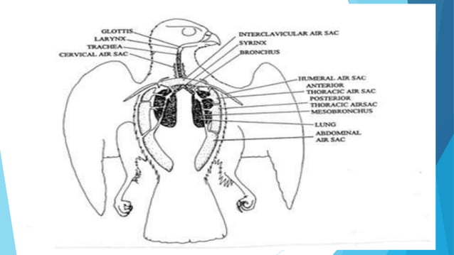 Aves project (cassie lynn wheeler) | PPT