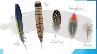 Aves project (cassie lynn wheeler) | PPT