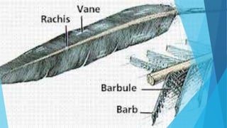 Aves project (cassie lynn wheeler) | PPT