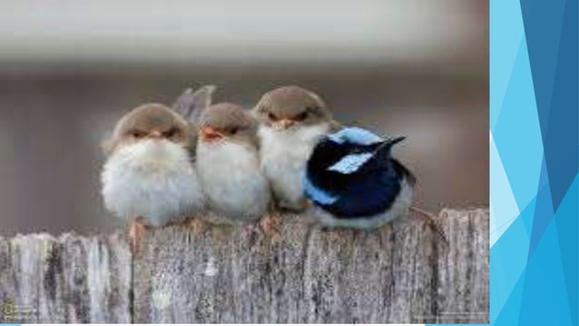 Aves project (cassie lynn wheeler) | PPT