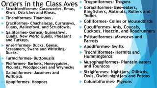 Aves project (cassie lynn wheeler) | PPT