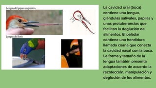 Aves sistema digestivo | PPTX