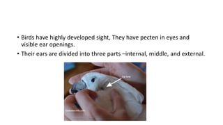 Class: Aves , and Bird Migration | PPTX