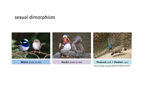 Class: Aves , and Bird Migration | PPTX