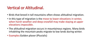 Class: Aves , and Bird Migration | PPTX