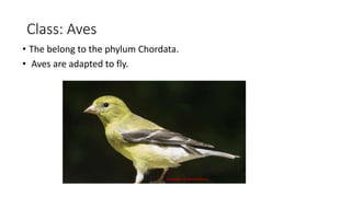 Class: Aves , and Bird Migration | PPTX