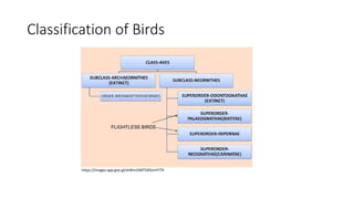Class: Aves , and Bird Migration | PPTX