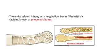 Class: Aves , and Bird Migration | PPTX