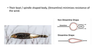 Class: Aves , and Bird Migration | PPTX