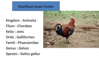 Aves zoover | PPT