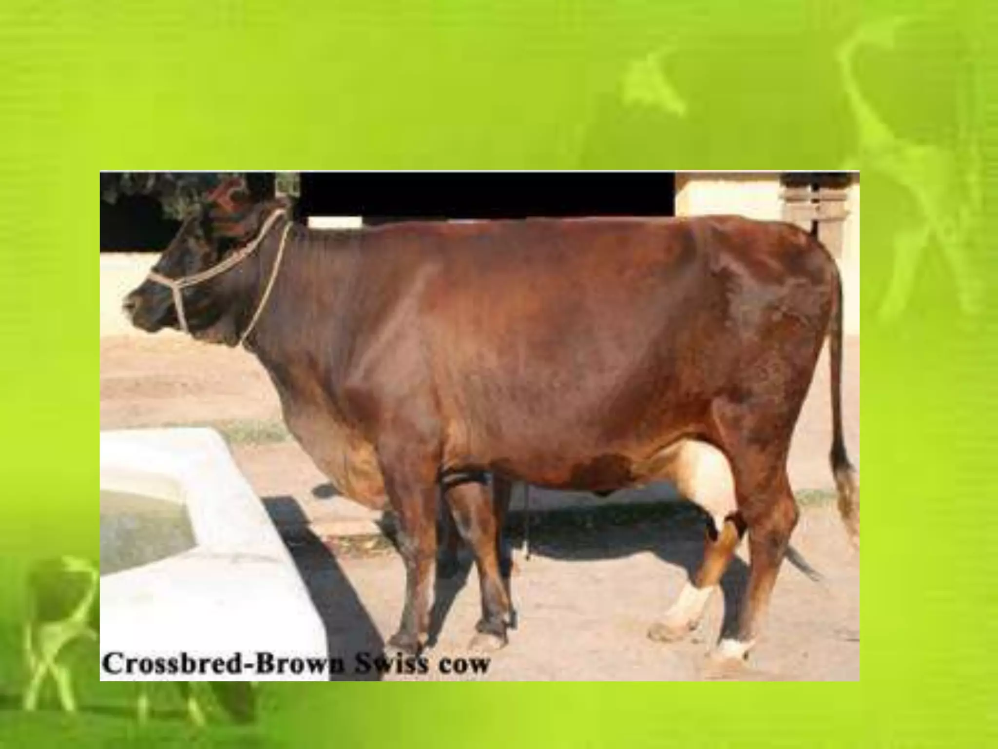 INDIGENOUS AND EXOTIC BREEDS OF LIVESTOCK | PPTX