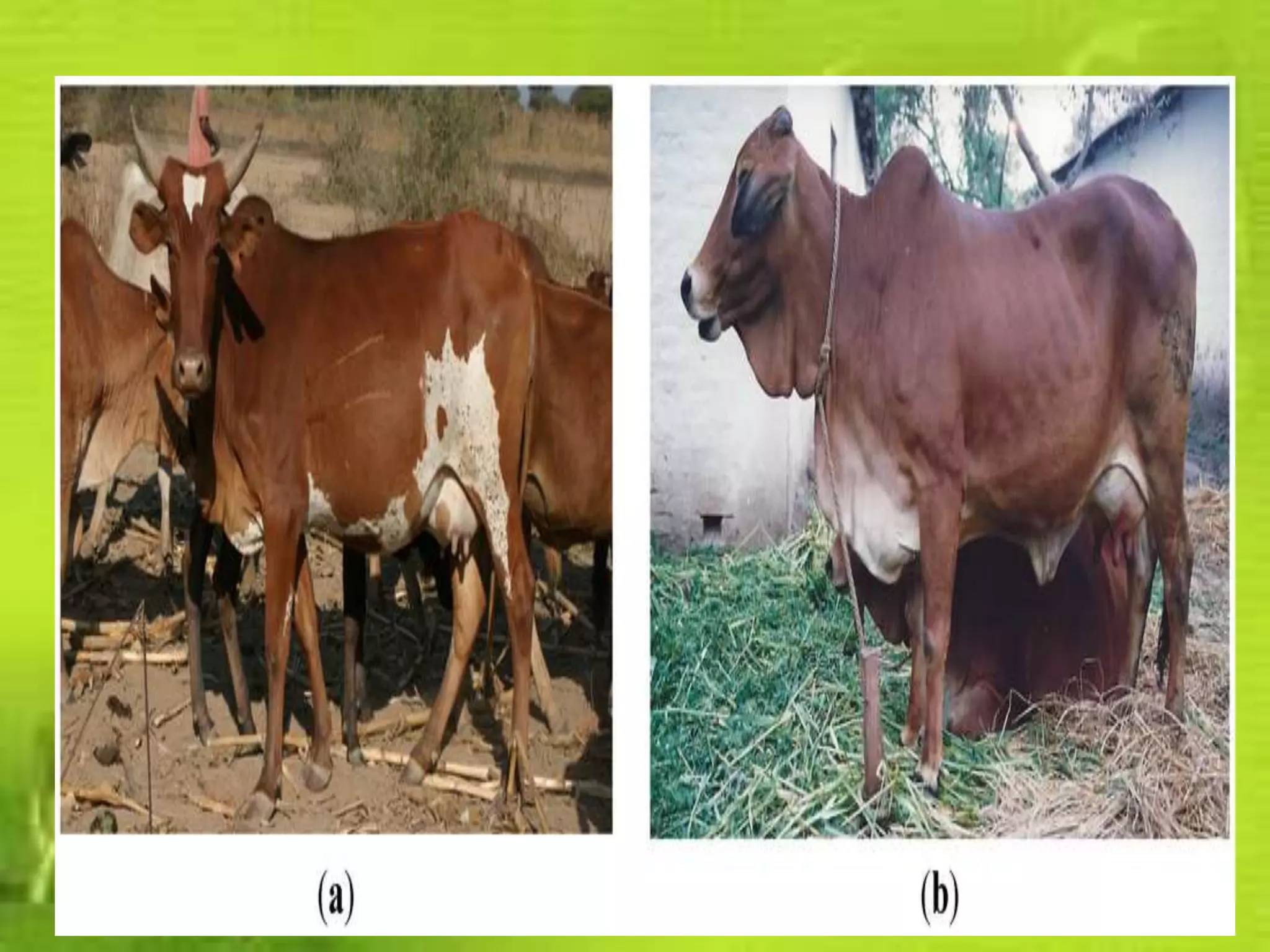 INDIGENOUS AND EXOTIC BREEDS OF LIVESTOCK | PPTX | Track and Field | Sports