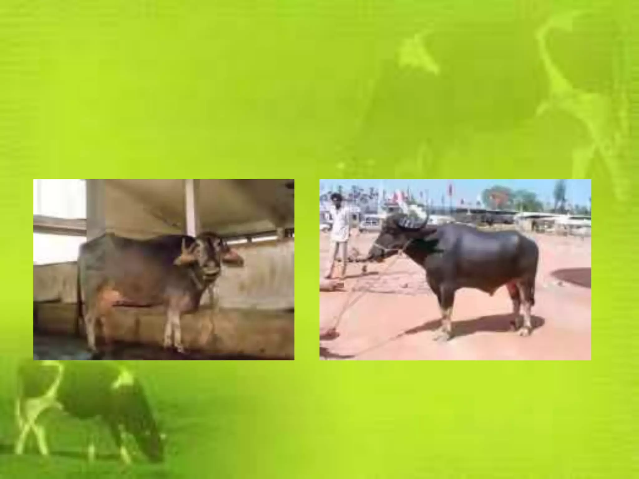 INDIGENOUS AND EXOTIC BREEDS OF LIVESTOCK | PPTX