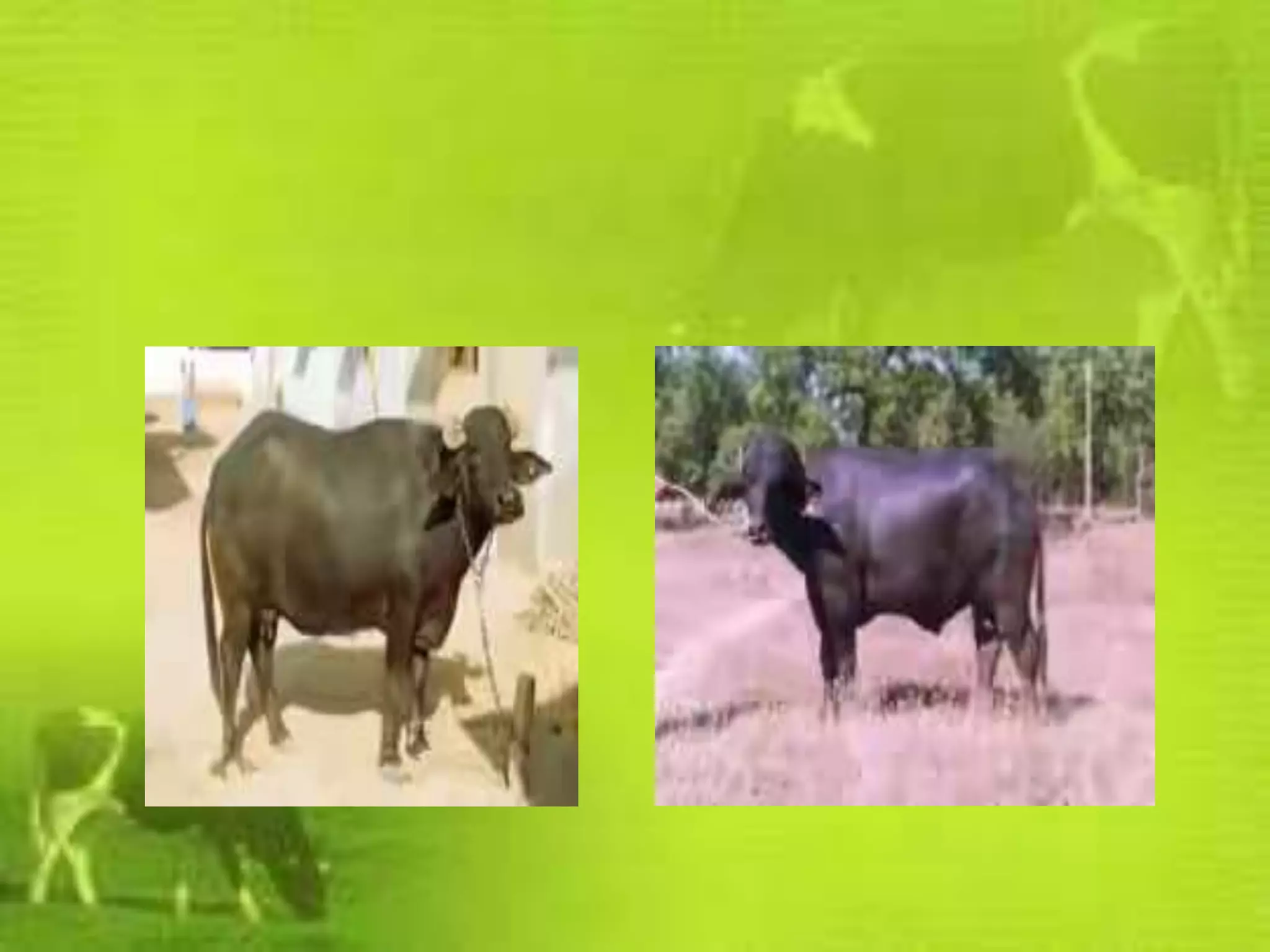 INDIGENOUS AND EXOTIC BREEDS OF LIVESTOCK | PPTX