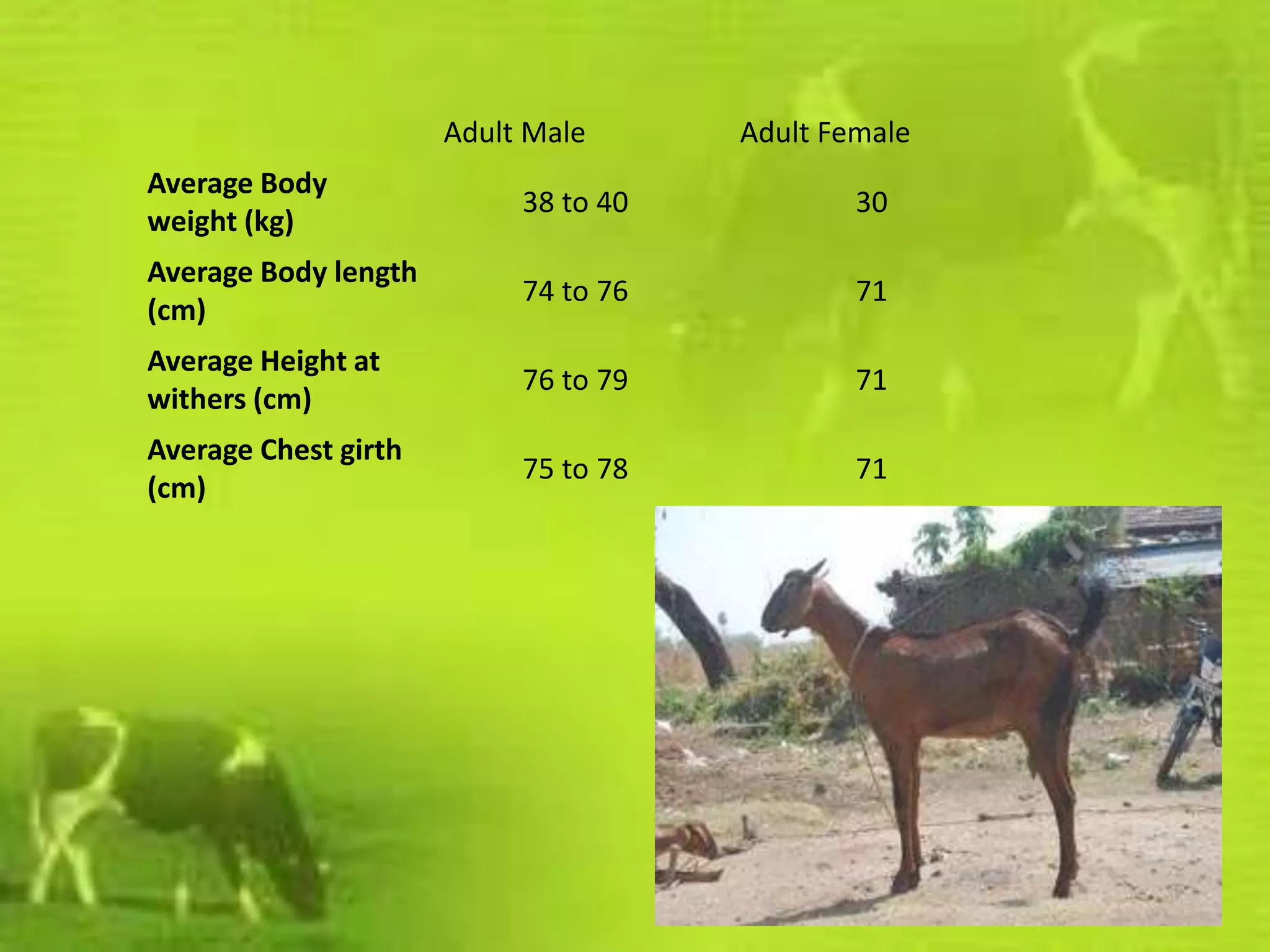 INDIGENOUS AND EXOTIC BREEDS OF LIVESTOCK | PPTX