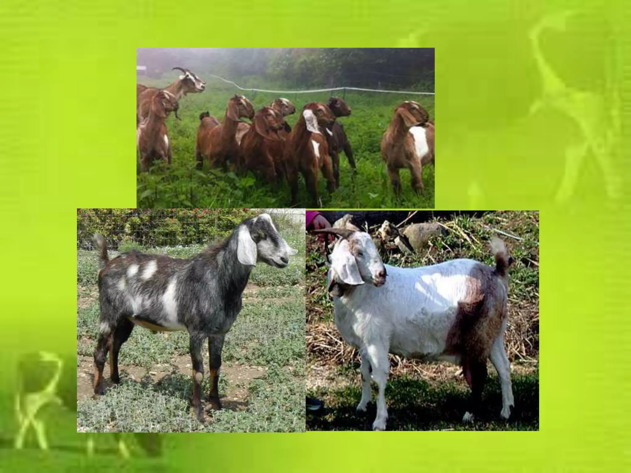 INDIGENOUS AND EXOTIC BREEDS OF LIVESTOCK | PPTX | Track and Field | Sports