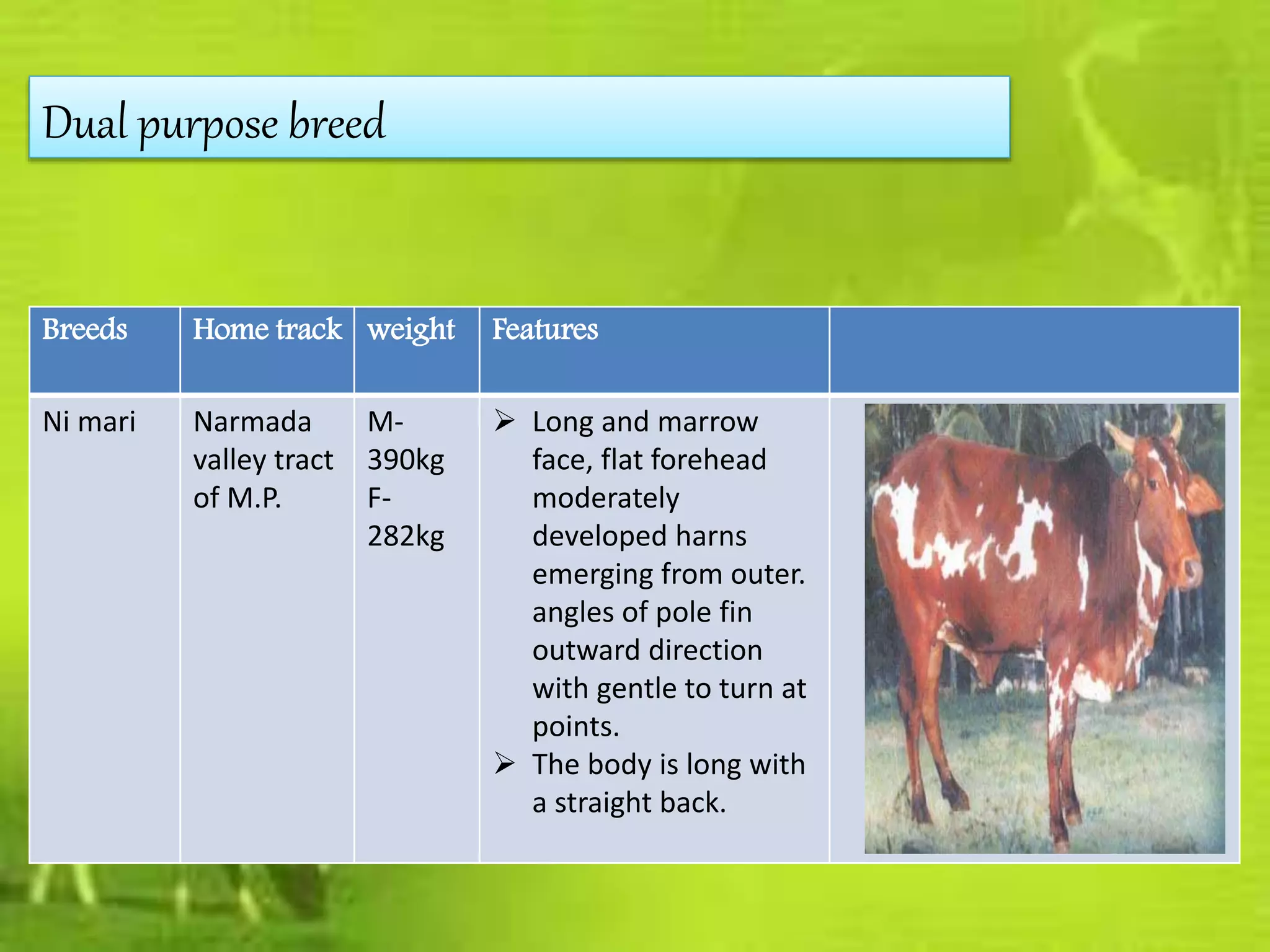 INDIGENOUS AND EXOTIC BREEDS OF LIVESTOCK | PPTX