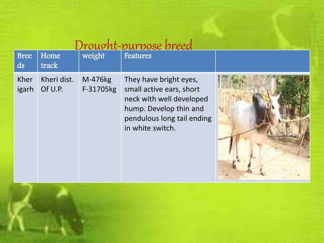 INDIGENOUS AND EXOTIC BREEDS OF LIVESTOCK | PPTX | Track and Field | Sports