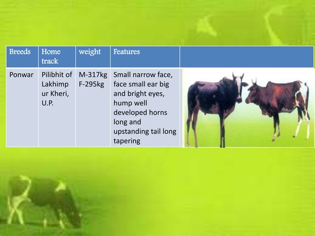 INDIGENOUS AND EXOTIC BREEDS OF LIVESTOCK | PPTX | Track and Field | Sports