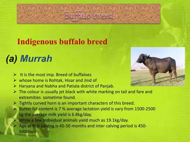 INDIGENOUS AND EXOTIC BREEDS OF LIVESTOCK | PPTX | Track and Field | Sports