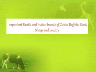 INDIGENOUS AND EXOTIC BREEDS OF LIVESTOCK | PPTX