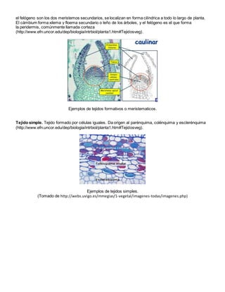 Anatomía vegetal Glosario 1 conceptos básicos | DOCX