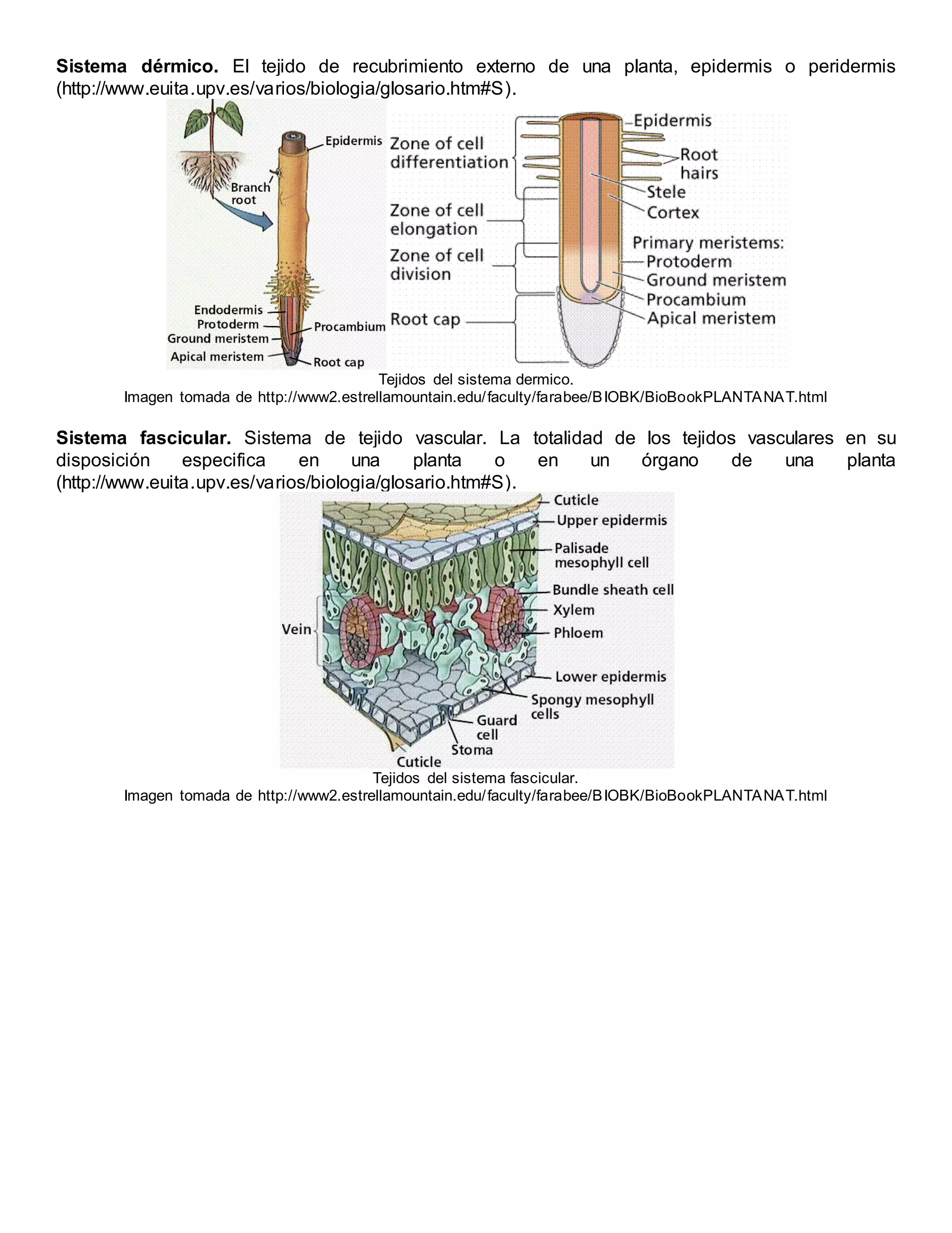 Anatomía vegetal Glosario 2 tejidos | DOCX