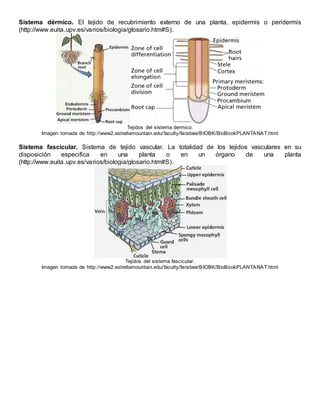 Anatomía vegetal Glosario 2 tejidos | DOCX