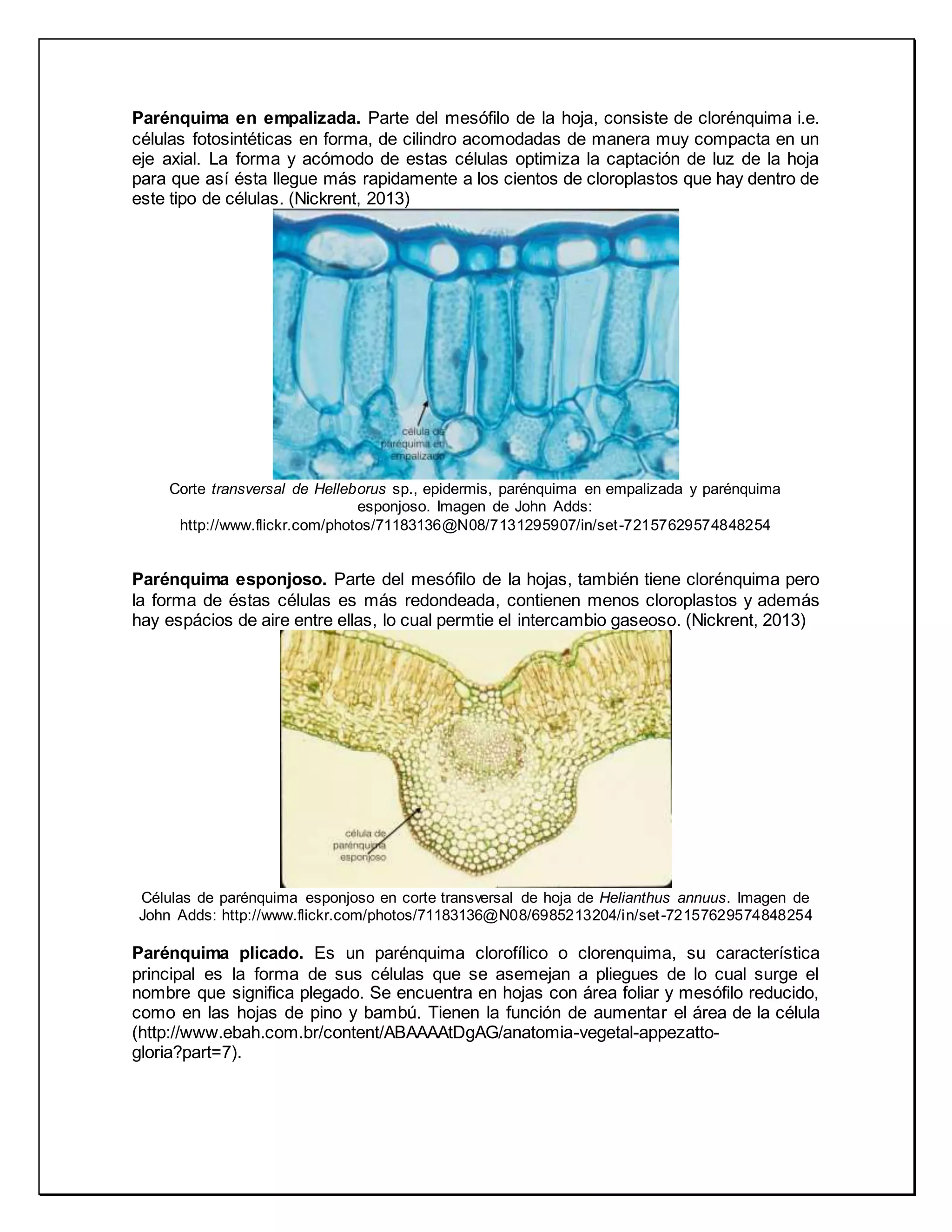 Anatomía vegetal Glosario 3 cuerpo primario | DOCX
