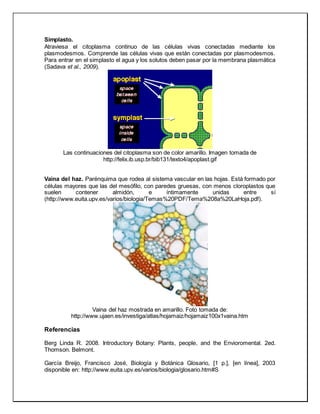 Anatomía vegetal Glosario 3 cuerpo primario | DOCX