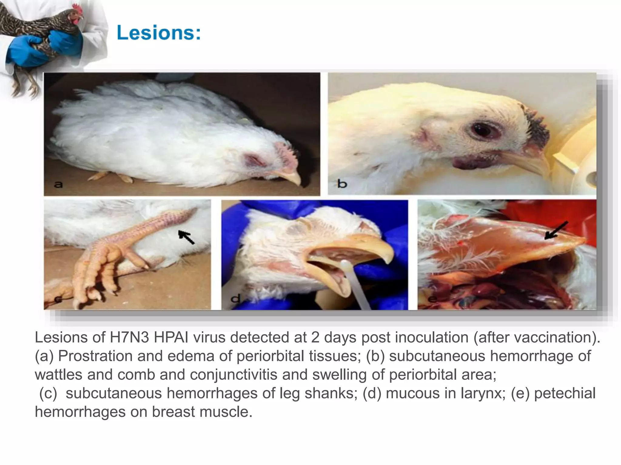 Avian fluenza virus | PPTX