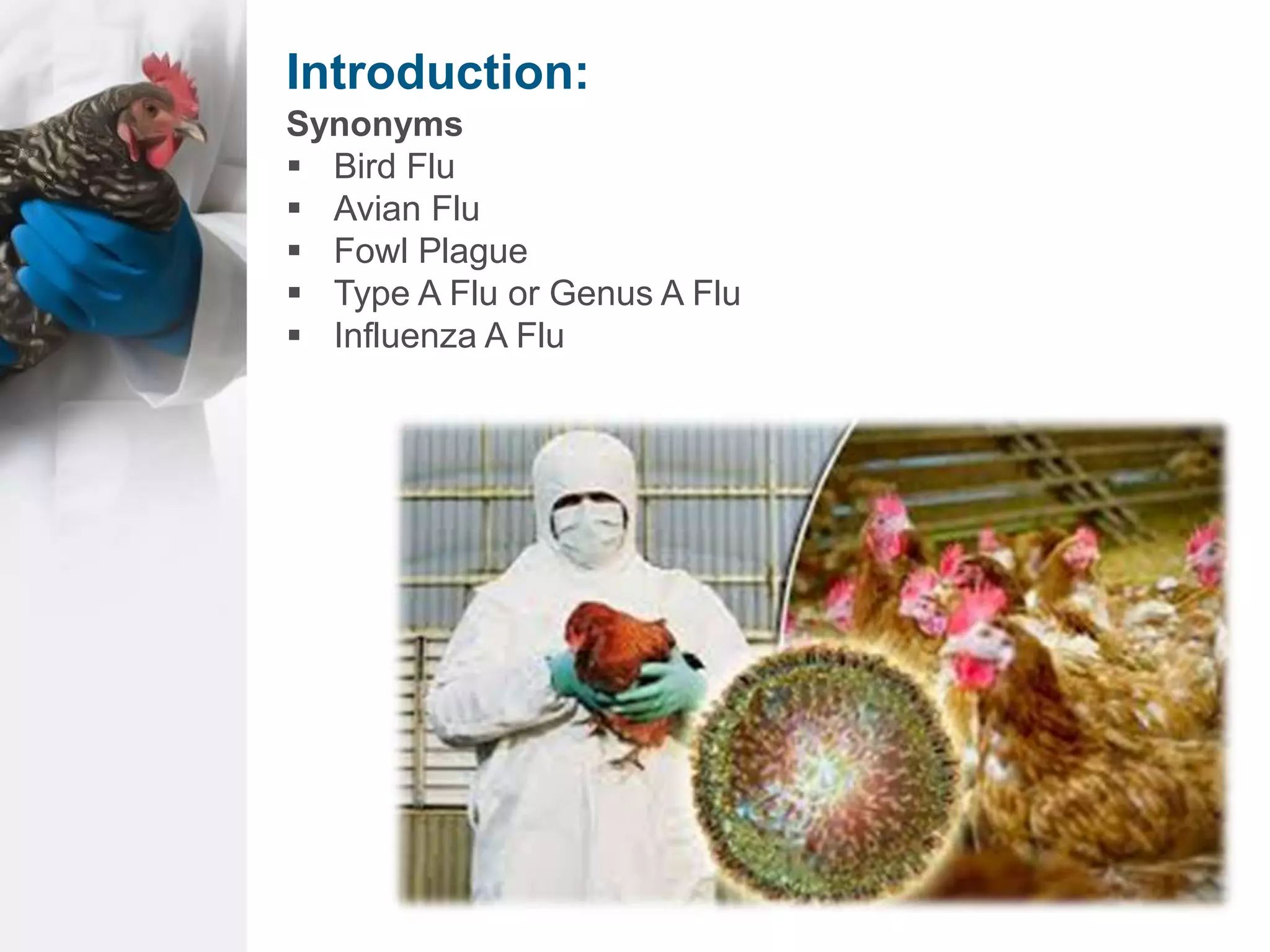 Avian fluenza virus | PPT