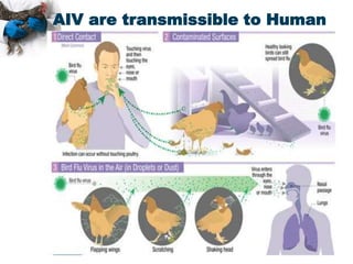 Avian fluenza virus | PPT