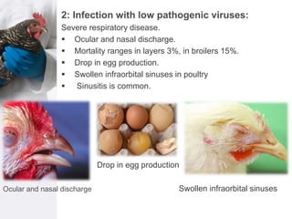 Avian fluenza virus | PPTX
