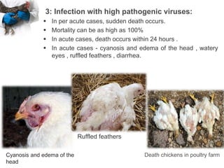 Avian fluenza virus | PPTX