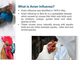 Avian fluenza virus | PPTX