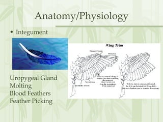 Avian | PPT