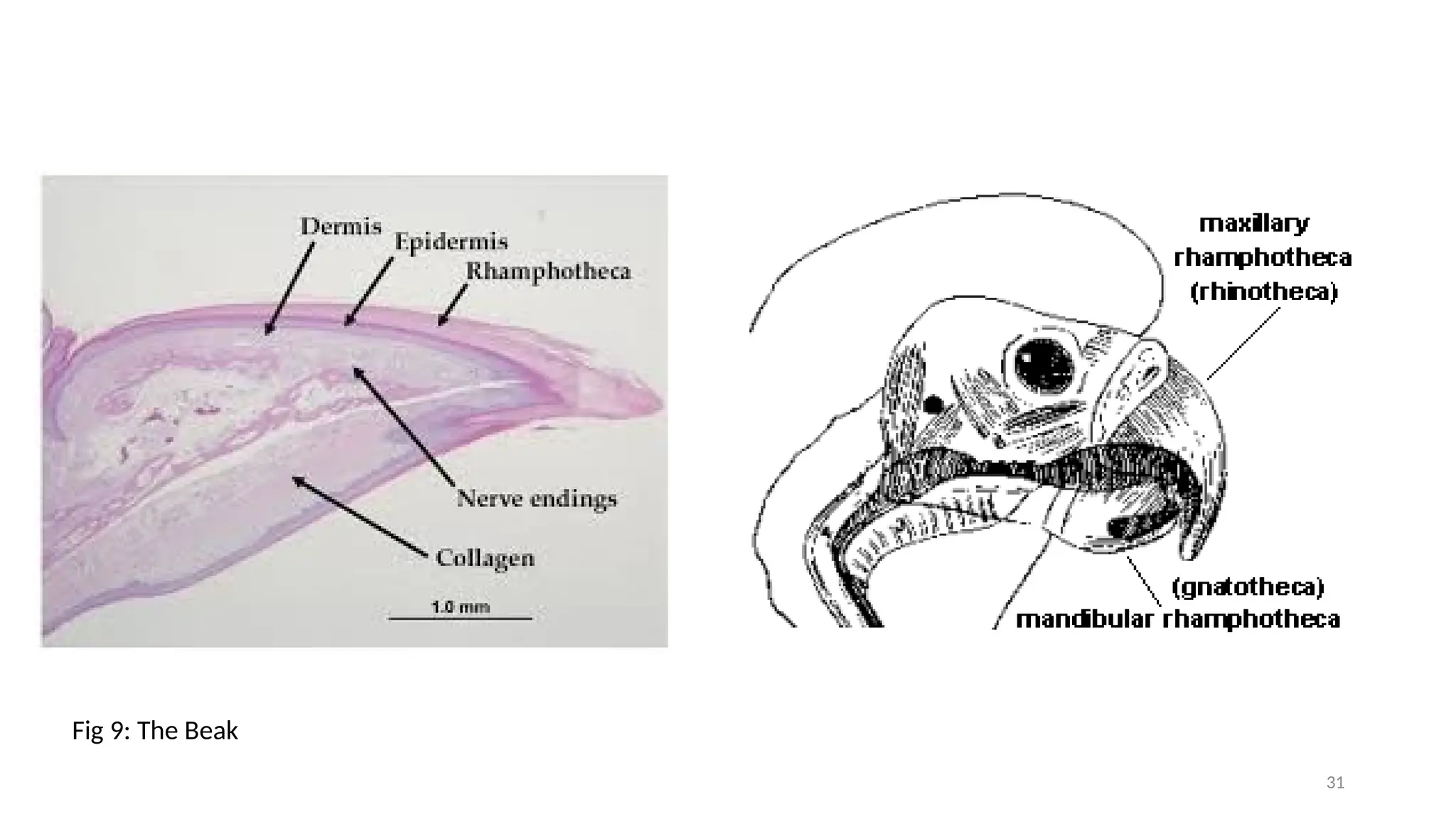 AVIAN ANATOMY HISTOLOGY AND GROSS 1.pptx