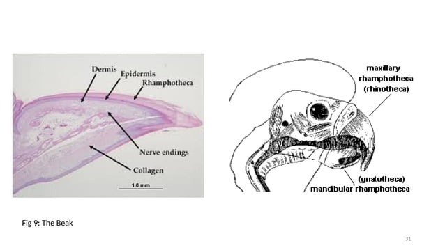 AVIAN ANATOMY HISTOLOGY AND GROSS 1.pptx