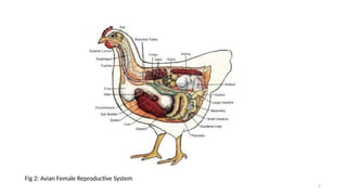 AVIAN ANATOMY HISTOLOGY AND GROSS 1.pptx