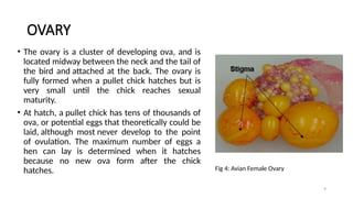 AVIAN ANATOMY HISTOLOGY AND GROSS 1.pptx