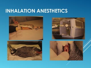Avian anaesthesia | PPT