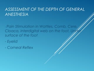 Avian anaesthesia | PPT